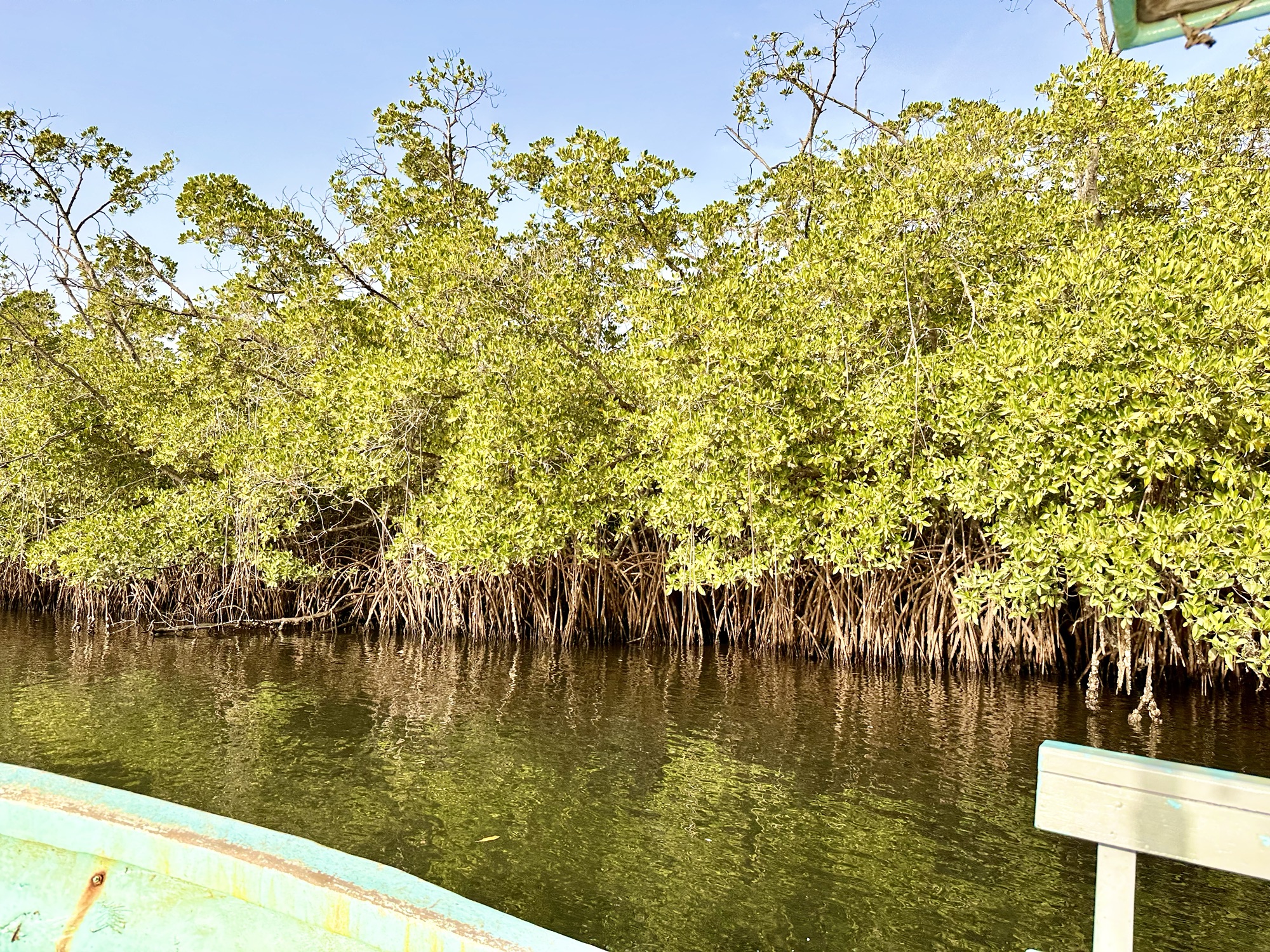 Evening boat ride through the protected mangroves and uninhabited ...