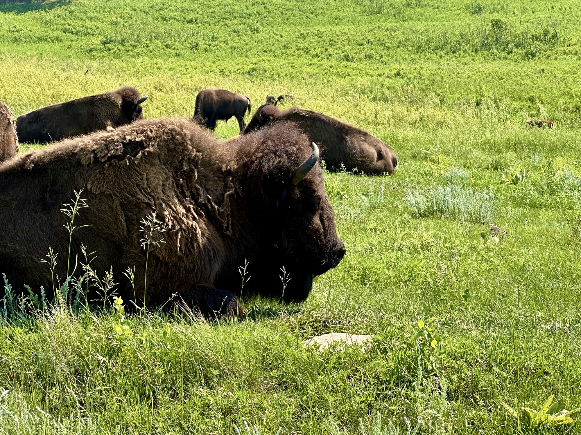 Wildlife Loop Road, Custer State Park, South Dakota – Erik Travels