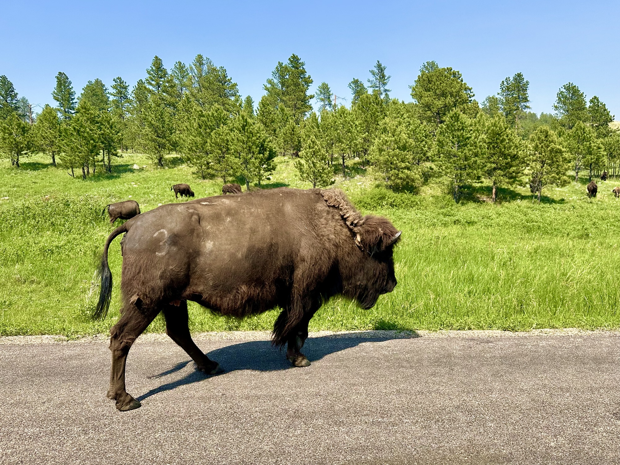 Wildlife Loop Road, Custer State Park, South Dakota – Erik Travels