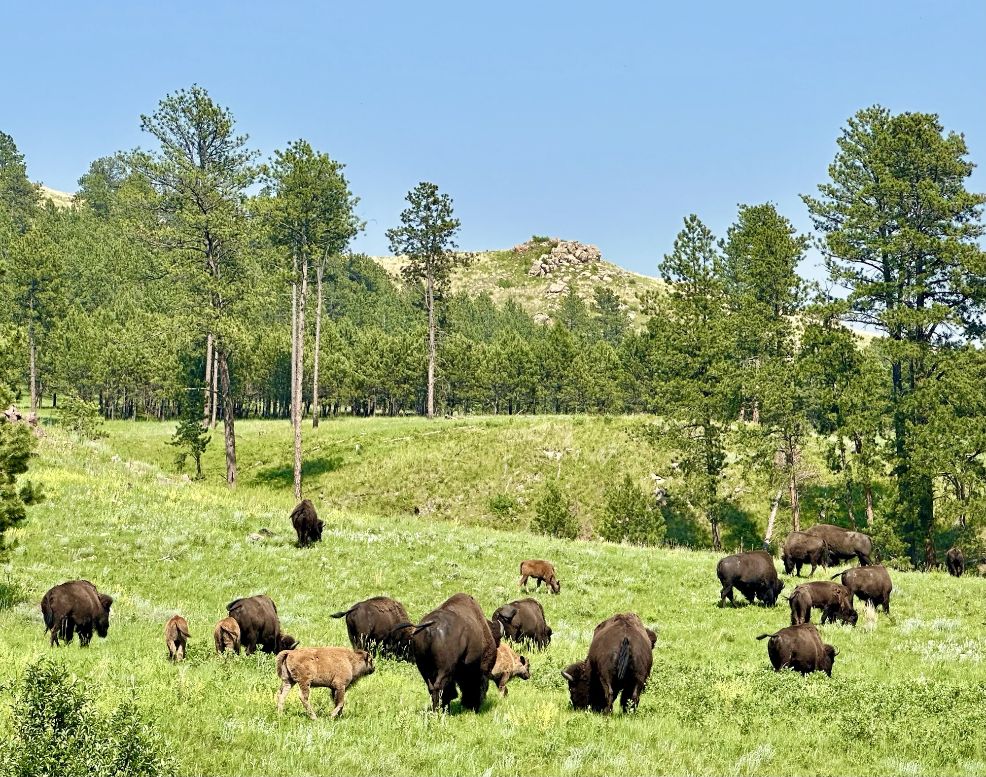 Wildlife Loop Road, Custer State Park, South Dakota – Erik Travels